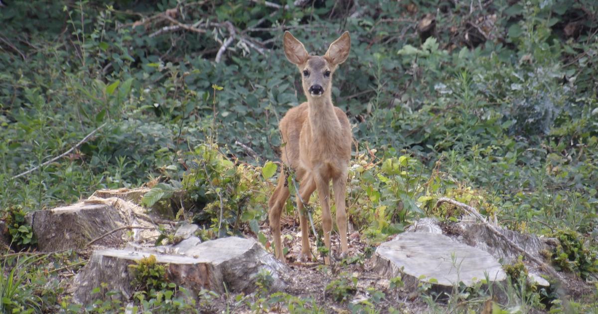 Réunion forestière N°1 : Déterminer l'état de l'équilibre forêt-gibier ...