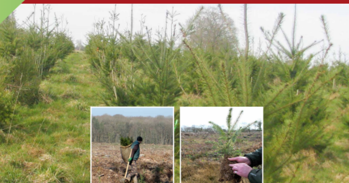 Le Douglas en Bretagne : plantation