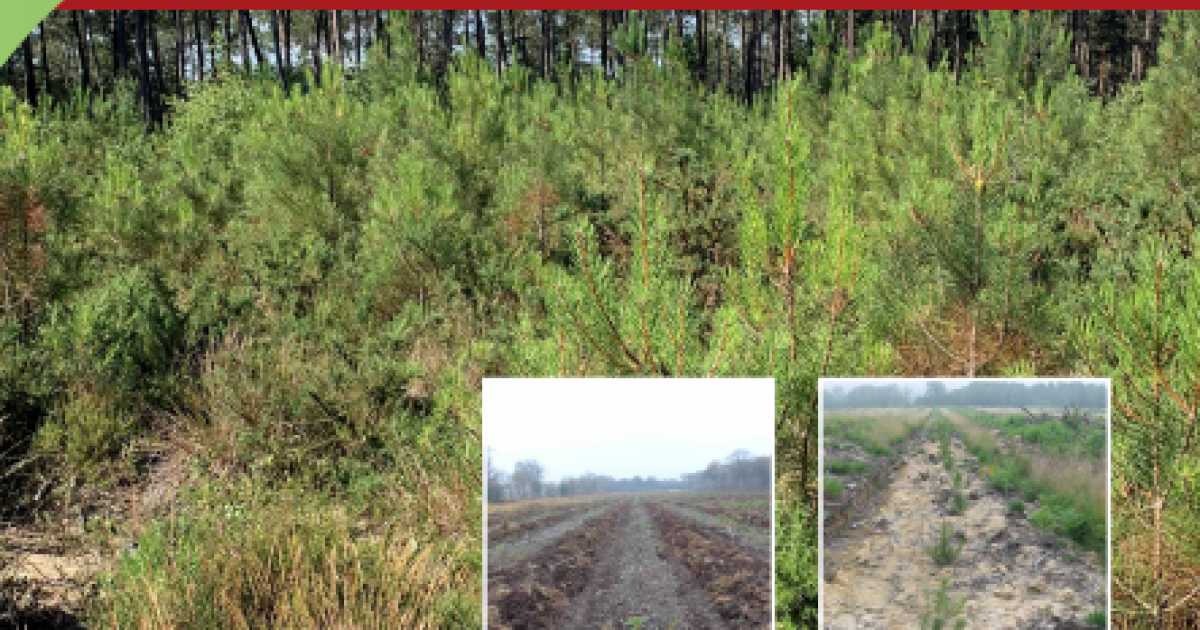 Le Pin maritime en Bretagne : semis, plantation et régénération naturelle
